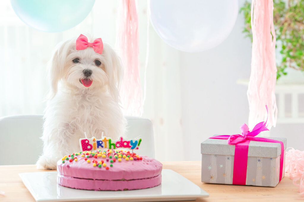 A Guide to Crafting the Perfect Dog Birthday Wishes for Your Four ...